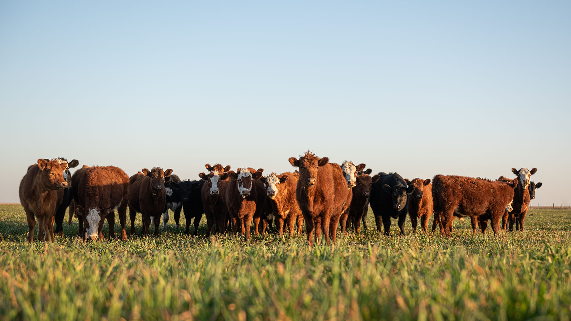 Beef and Cattle | America's Heartland