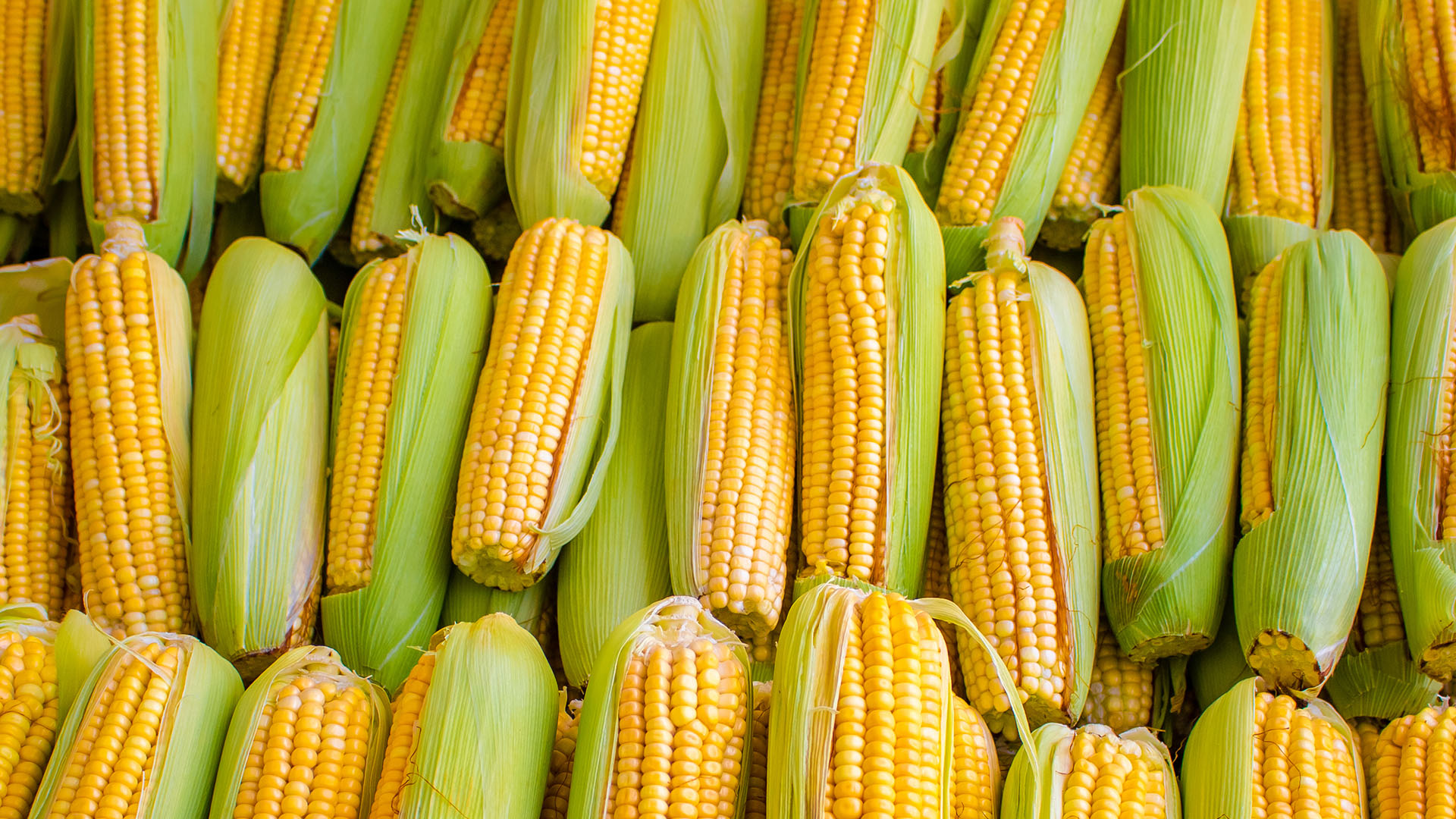 Corn | America's Heartland