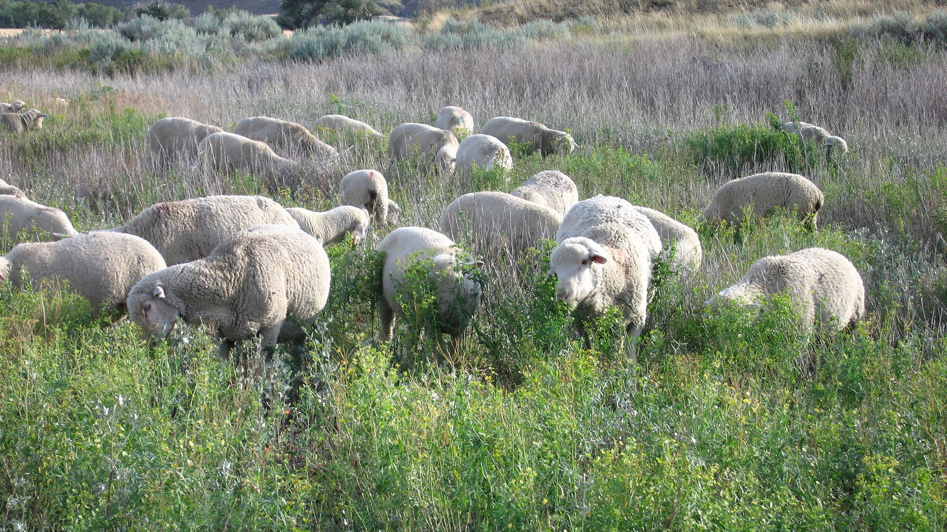 Montana | America's Heartland
