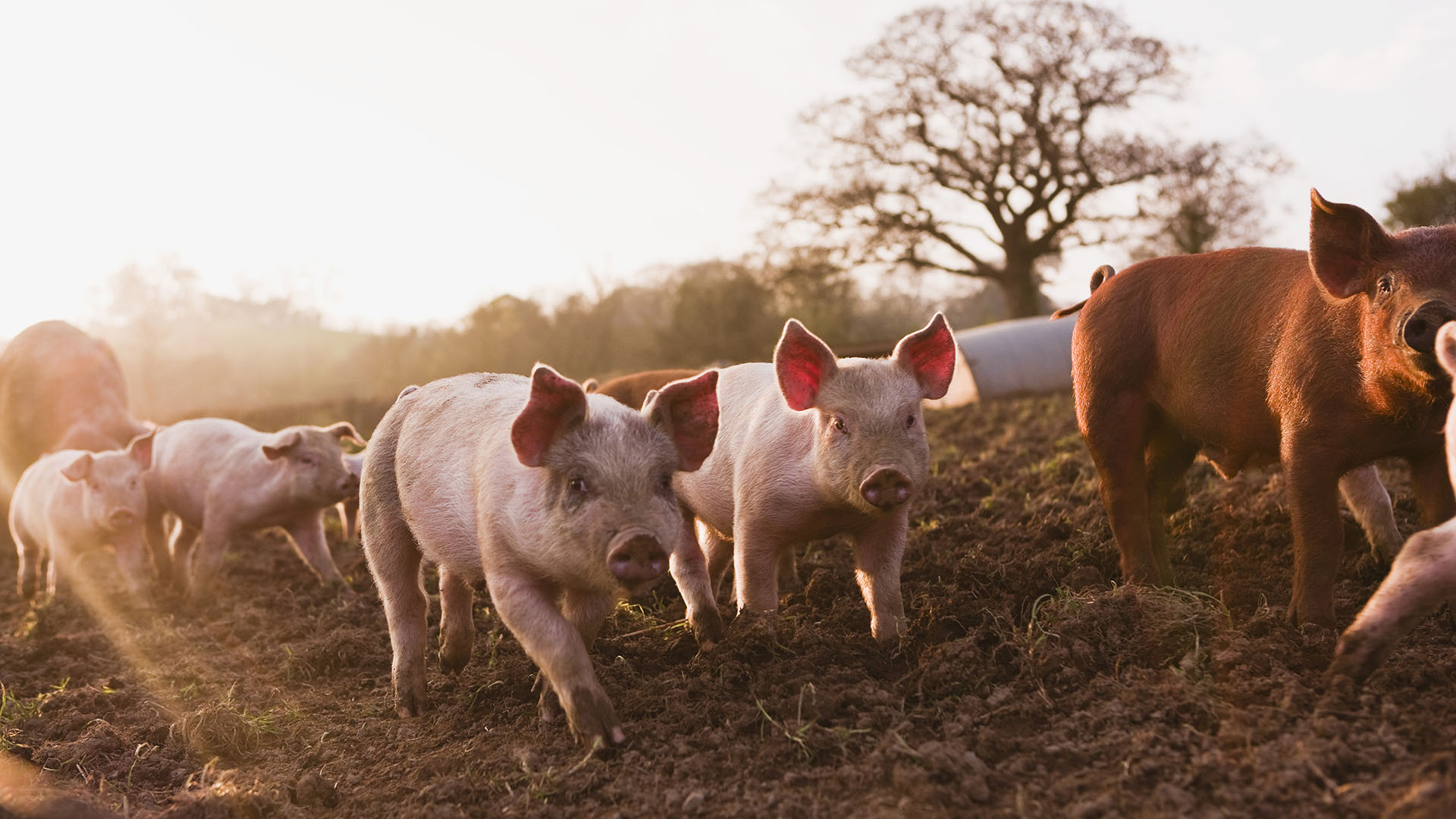 Pork and Hogs | America's Heartland