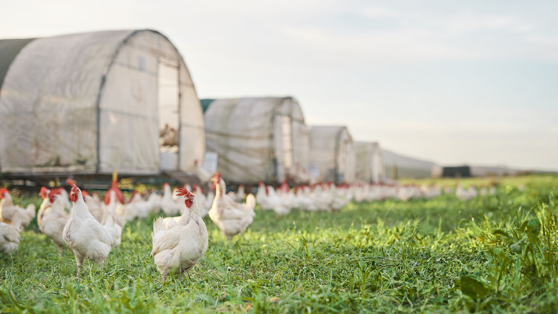 Poultry | America's Heartland