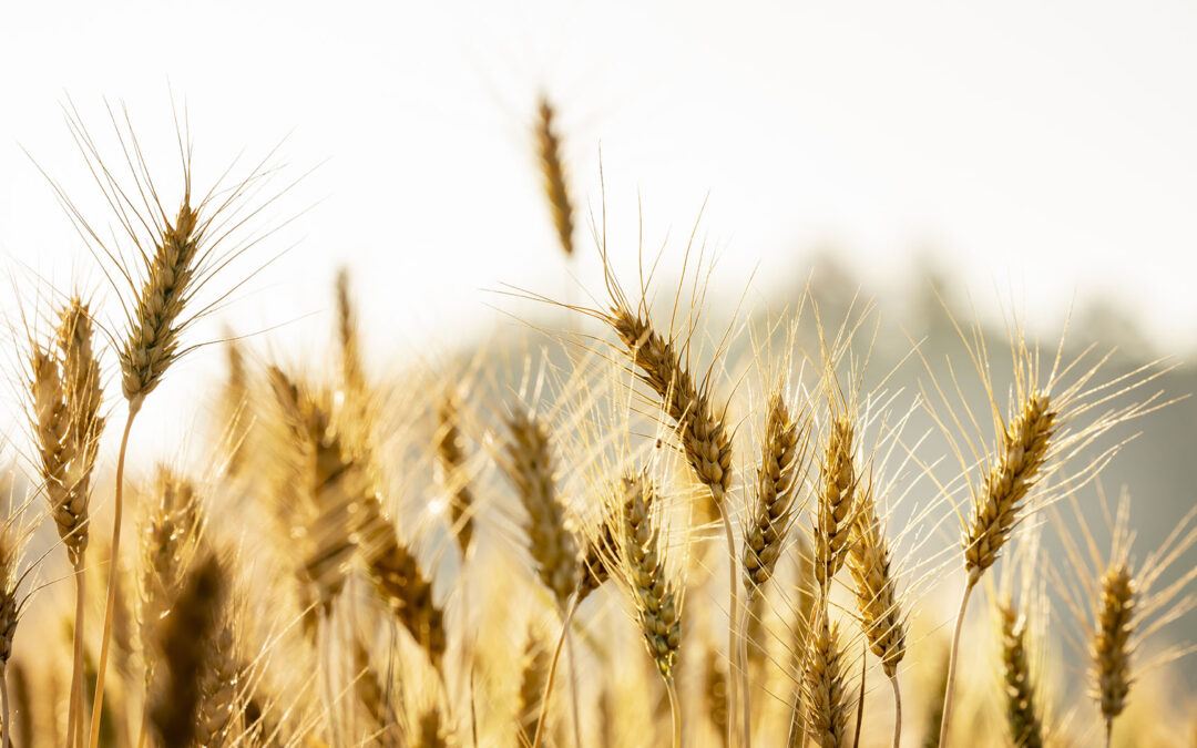 Commodities Archive | America's Heartland